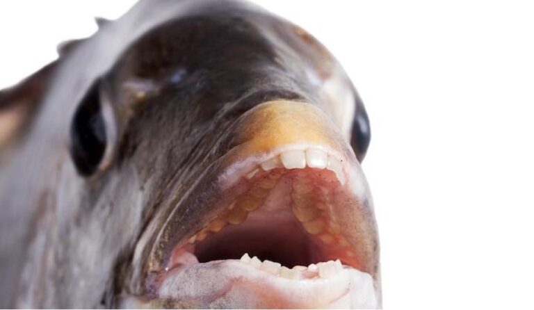 Crazy and Cool Fish Teeth Facts - Delta Dental of Wyoming Blog